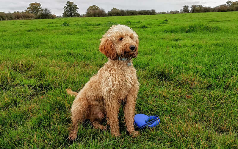 Testimonials of Plant-Based Dog Nutrition Masterclass | Dogs Go Plant-Based