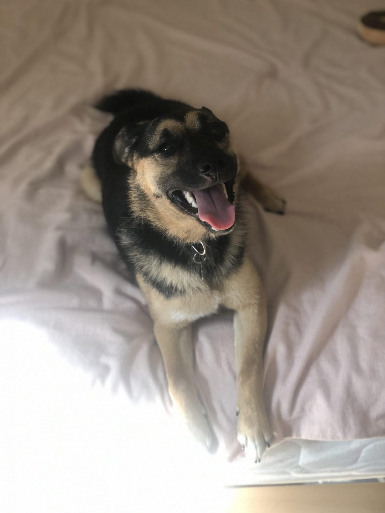 Kiku does a happy dance | Dogs Go Plant-Based